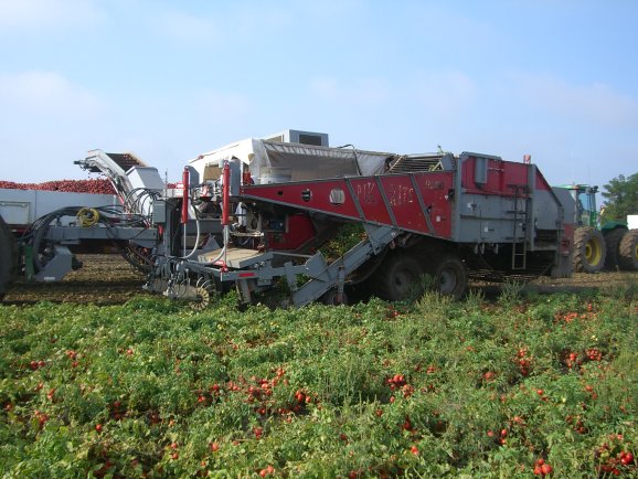 290 Tomato Harvester - 2 - Pik Rite