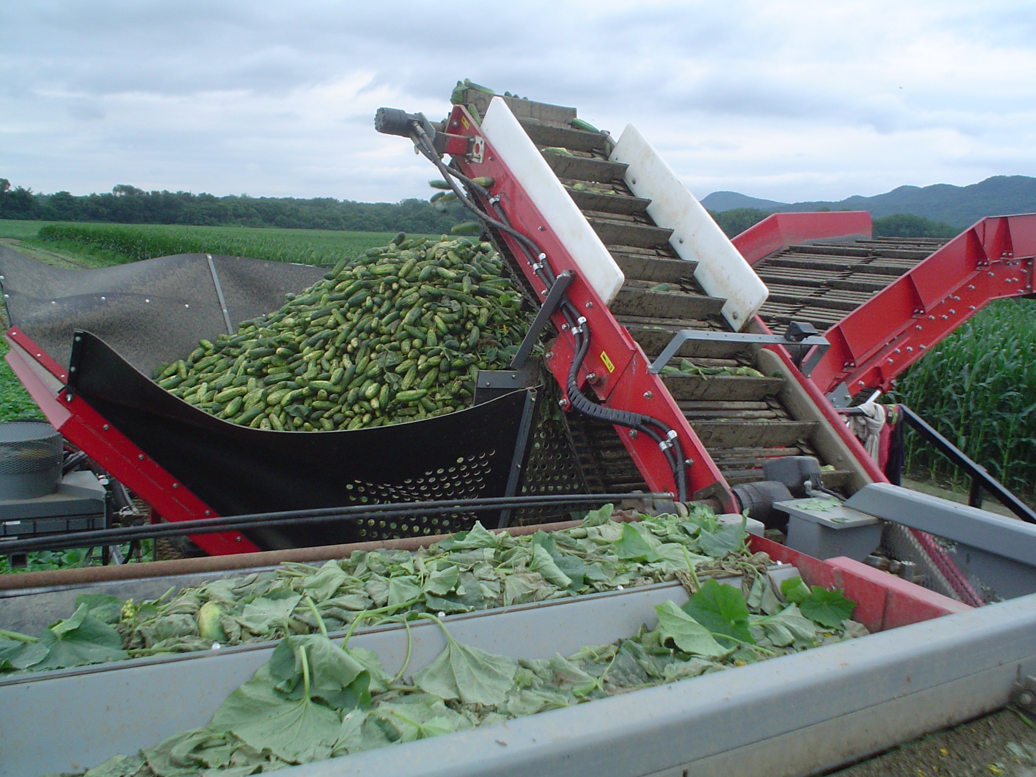 3100 Cucumber Harvester-3 - Pik Rite