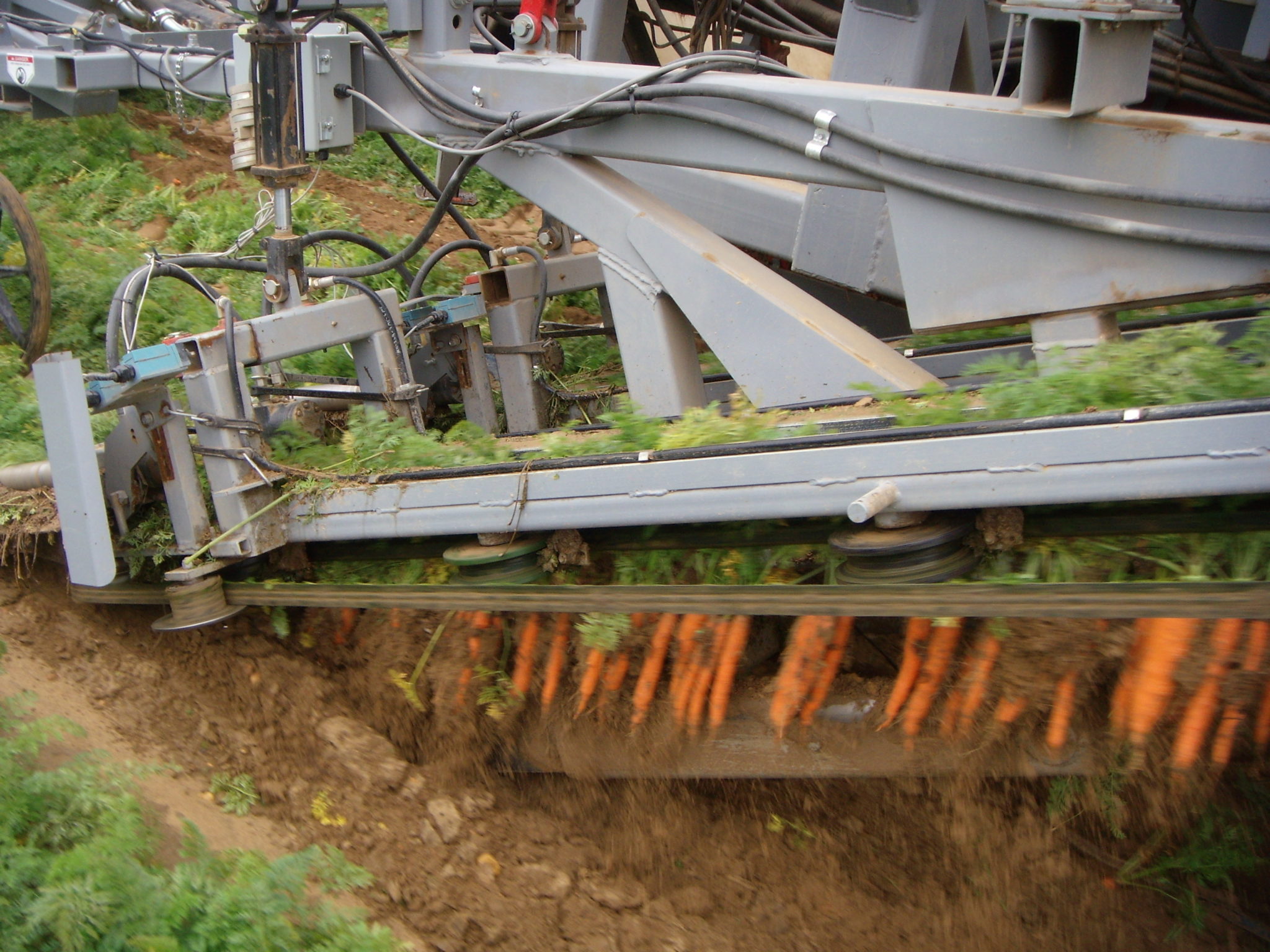 8020 Carrot Harvester-1 - Pik Rite