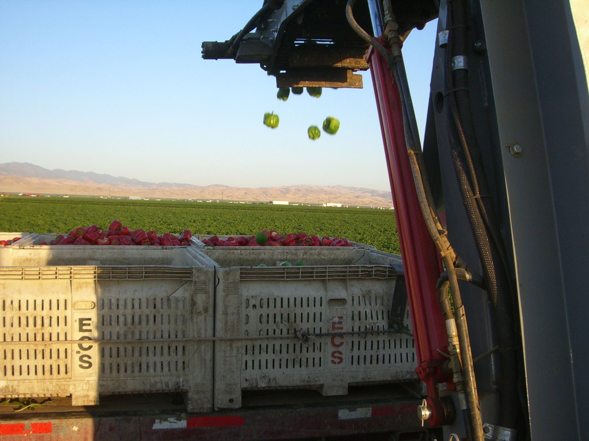 Bell Pepper Harvester-1 - Pik Rite