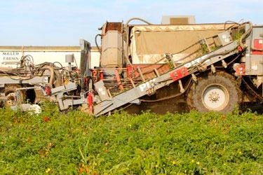 pik-rite-240-tomato-harvester - Pik Rite